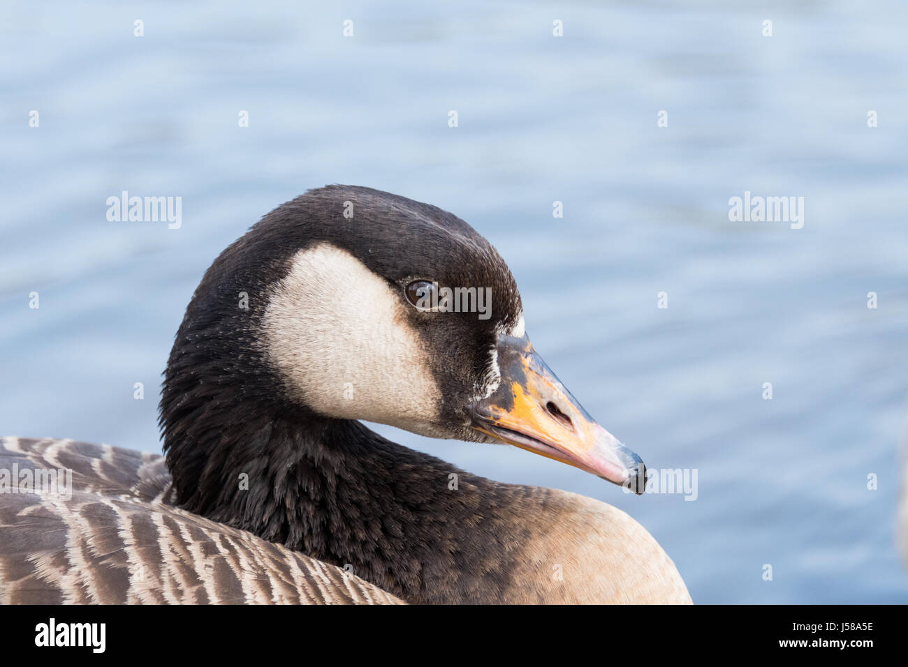 Juvenile wildlife hi-res stock photography and images - Alamy