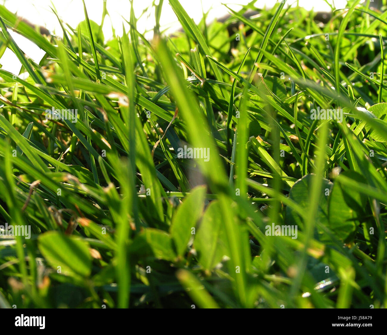 blade of grass Stock Photo - Alamy