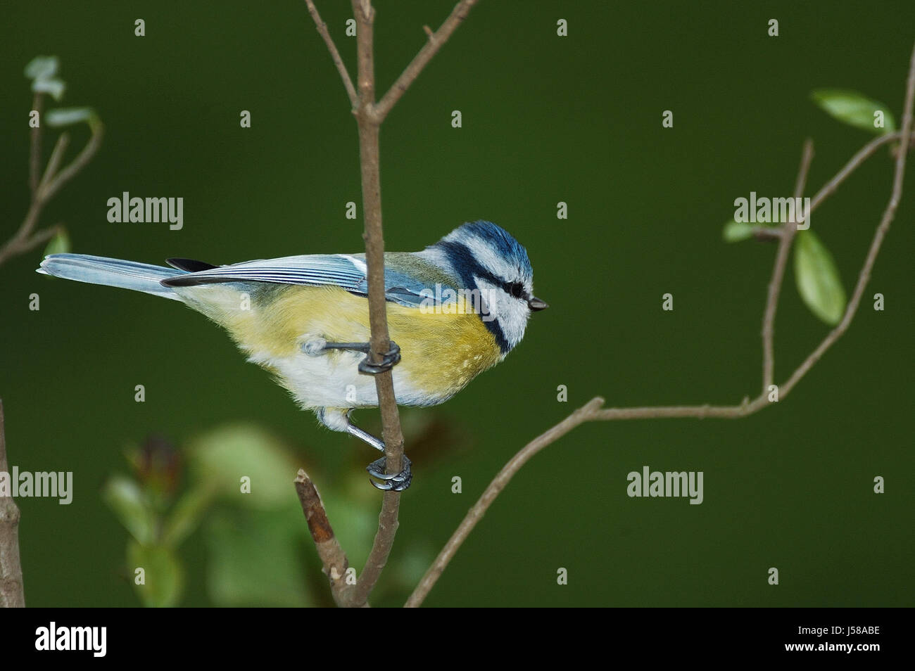 bird,birds,titmouse,blue tit,titmice,great tit,nature,d-70,nikon,vogel ...