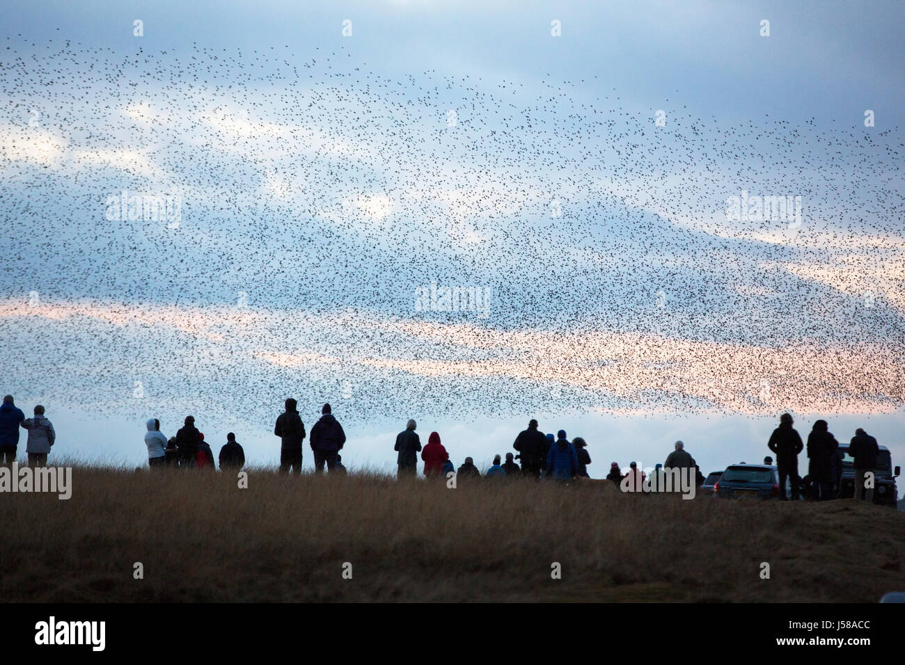 Flocks of starlings hi-res stock photography and images - Alamy