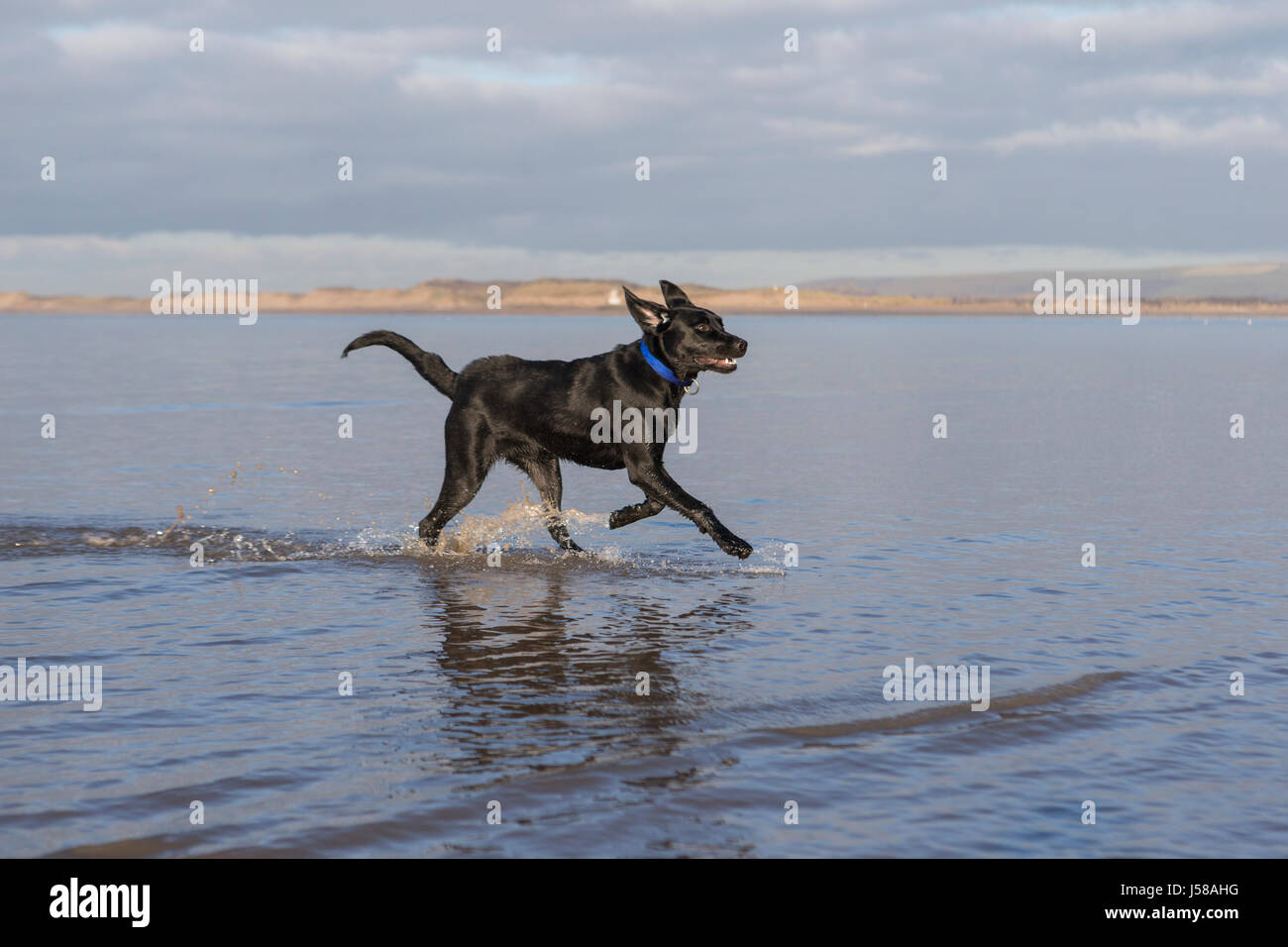 Black lab jumping into water hi-res stock photography and images - Alamy