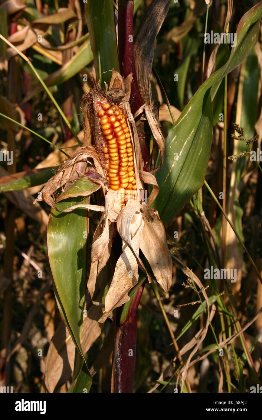 harvest time Stock Photo - Alamy