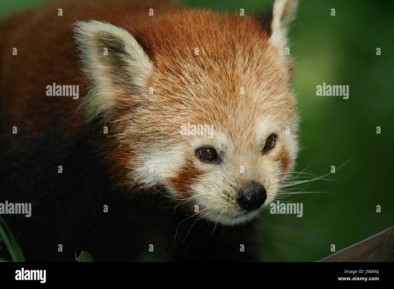 little panda - 1 Stock Photo - Alamy