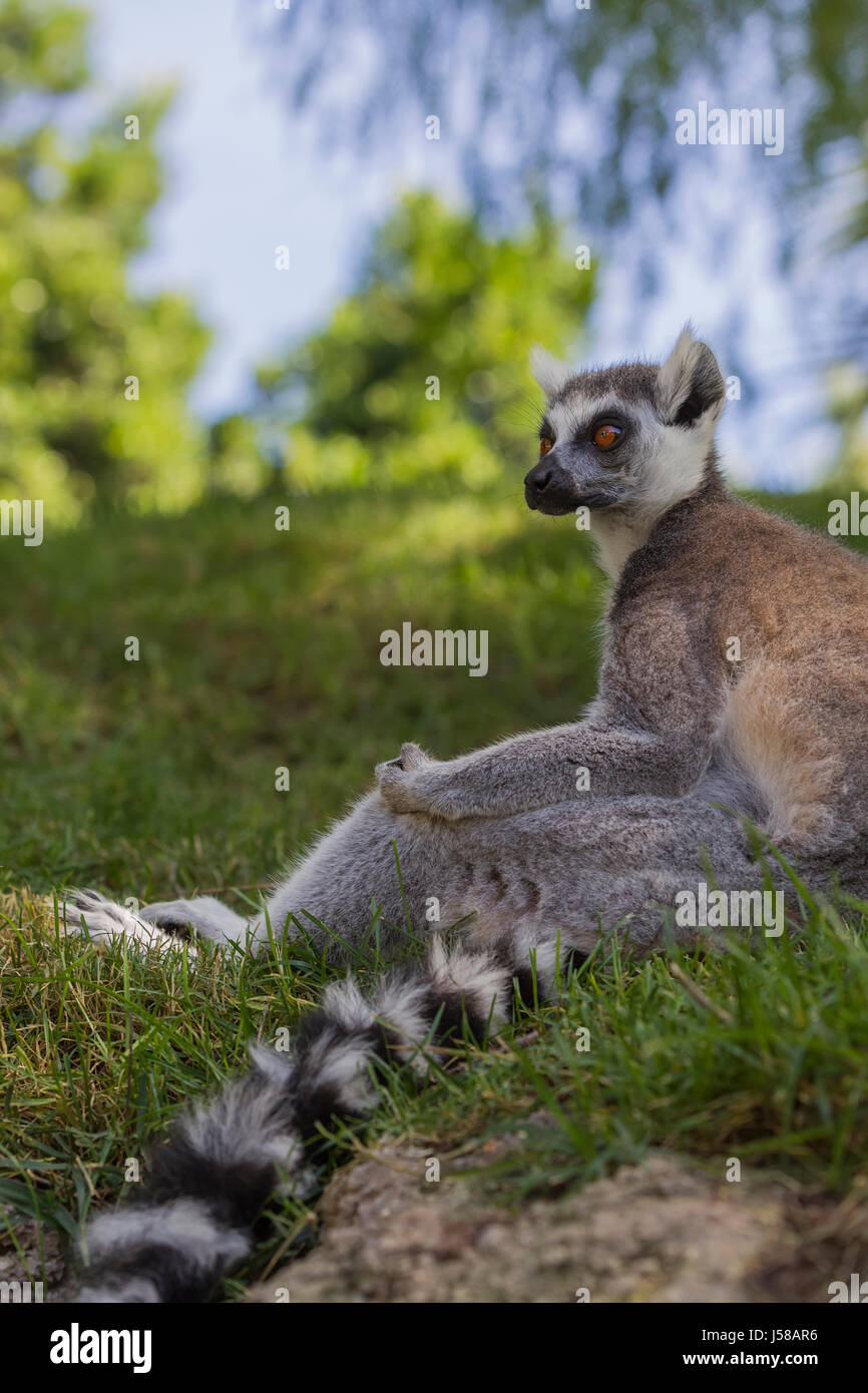 Ring-tailed Lemur, Madagascar Stock Photo - Alamy