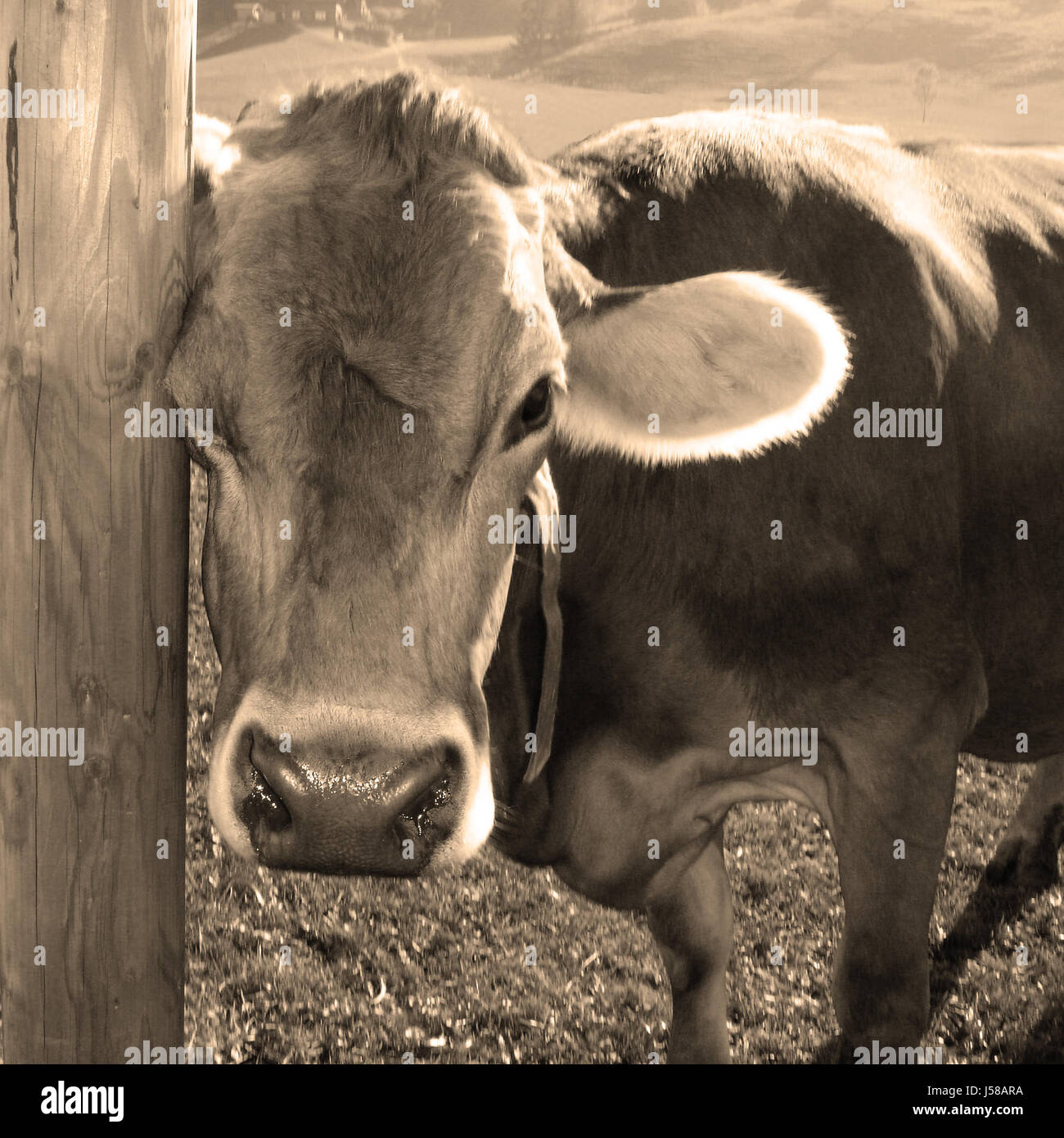 Bw cow hi-res stock photography and images - Alamy