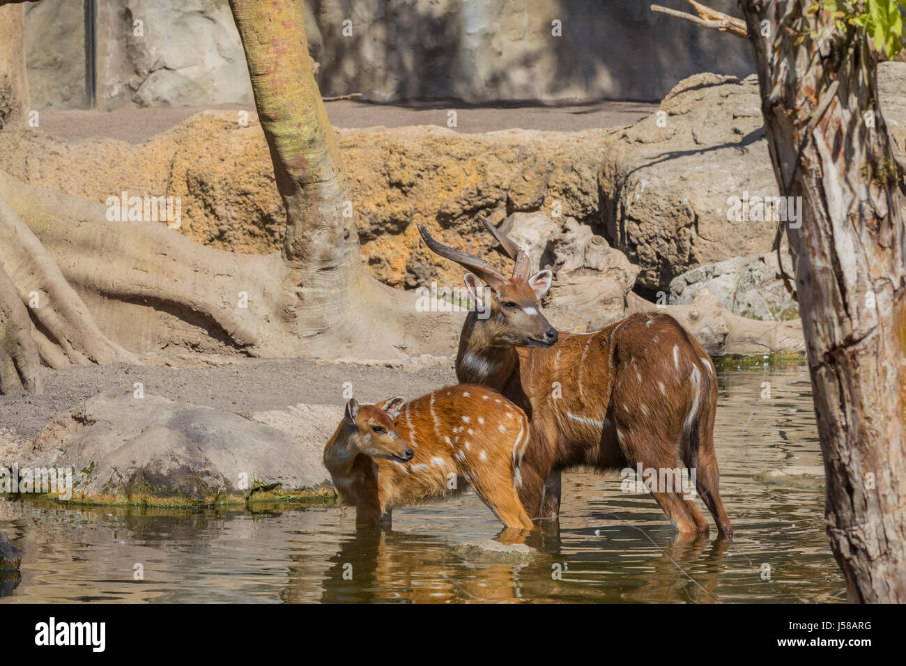 Bongo antelope kenya africa hi-res stock photography and images - Alamy