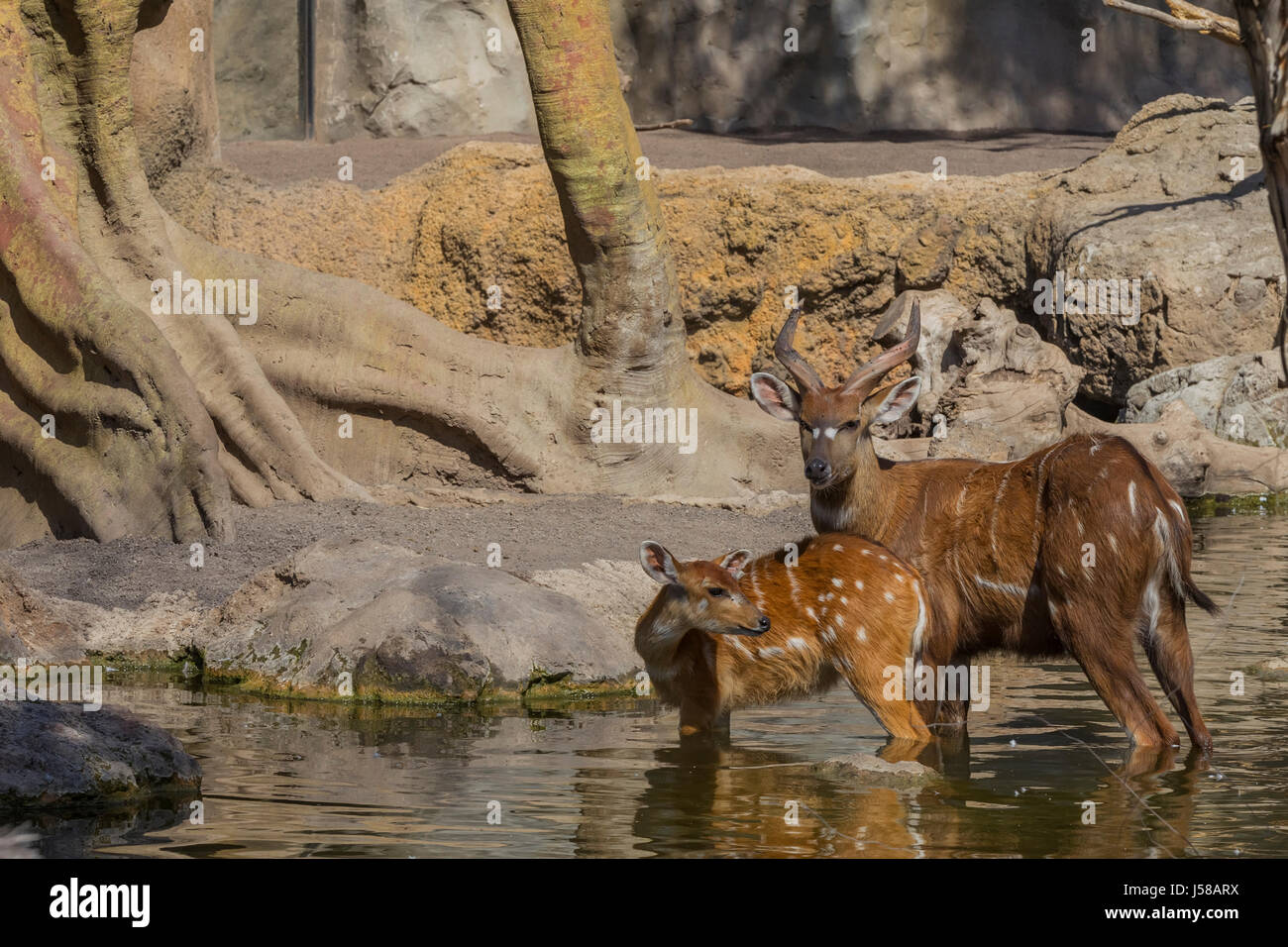 Eastern bongo (Tragelaphus eurycerus isaaci) (mountain bongo Stock ...