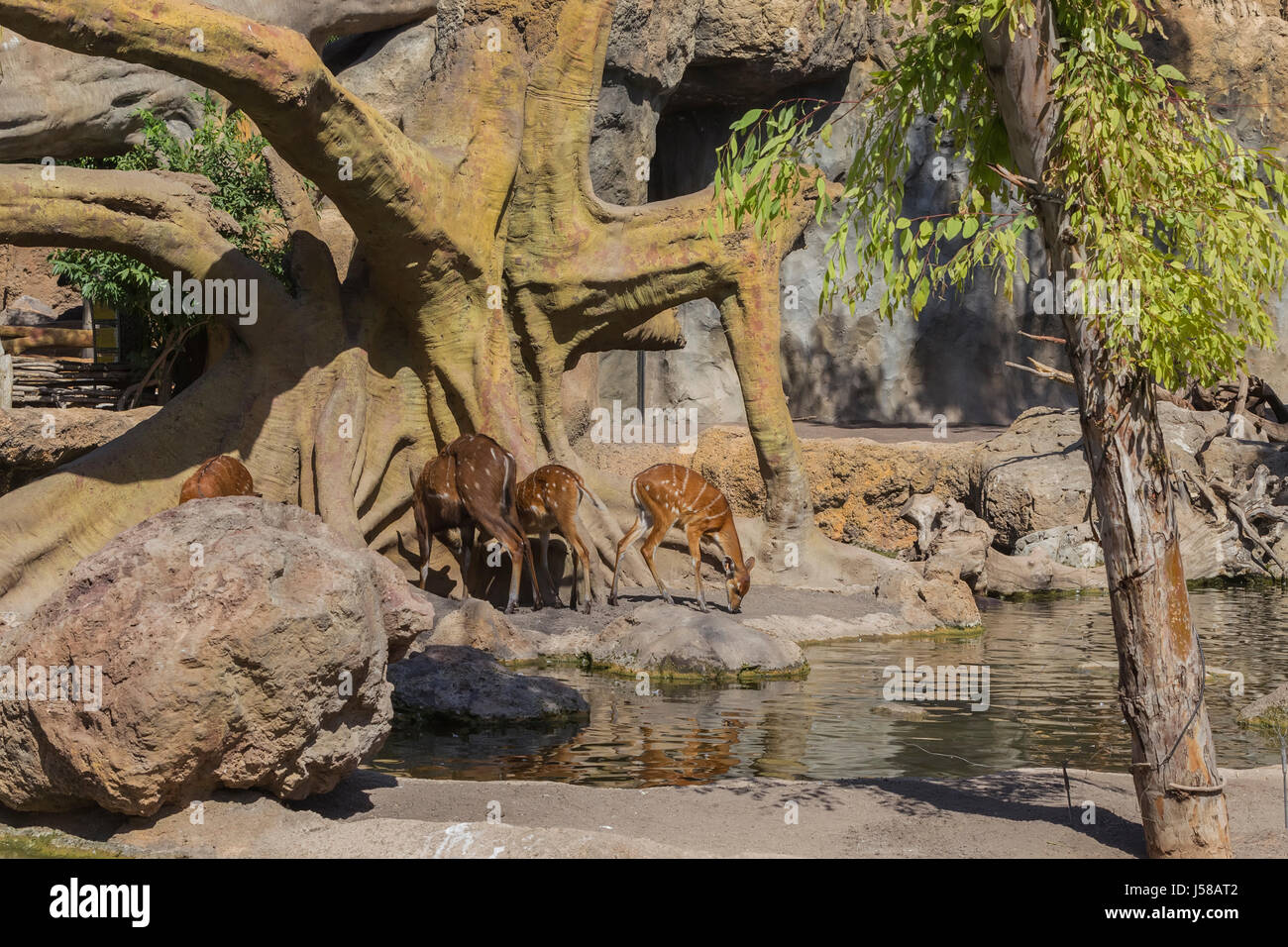 Bongo antelope kenya africa hi-res stock photography and images - Alamy