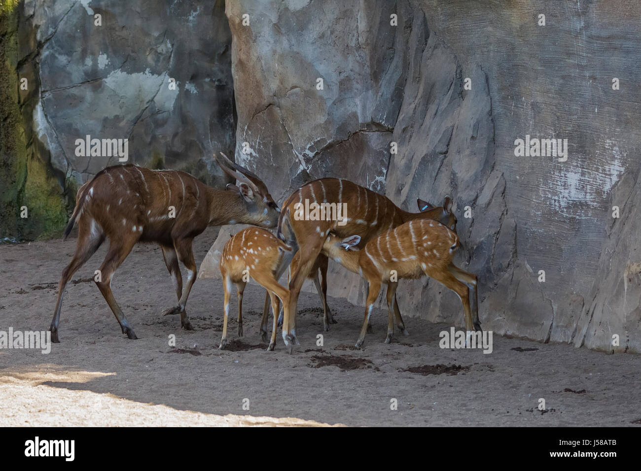 Bongo antelope kenya africa hi-res stock photography and images - Alamy