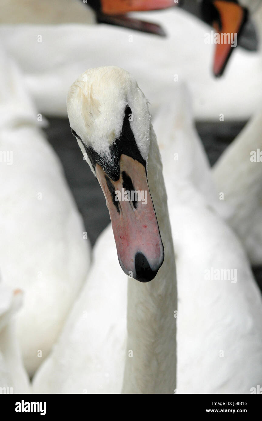orange bird swans swan birds look glancing see view looking peeking ...