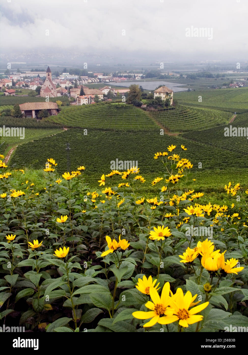 green bloom blossom flourish flourishing field alps south tyrol fog ...