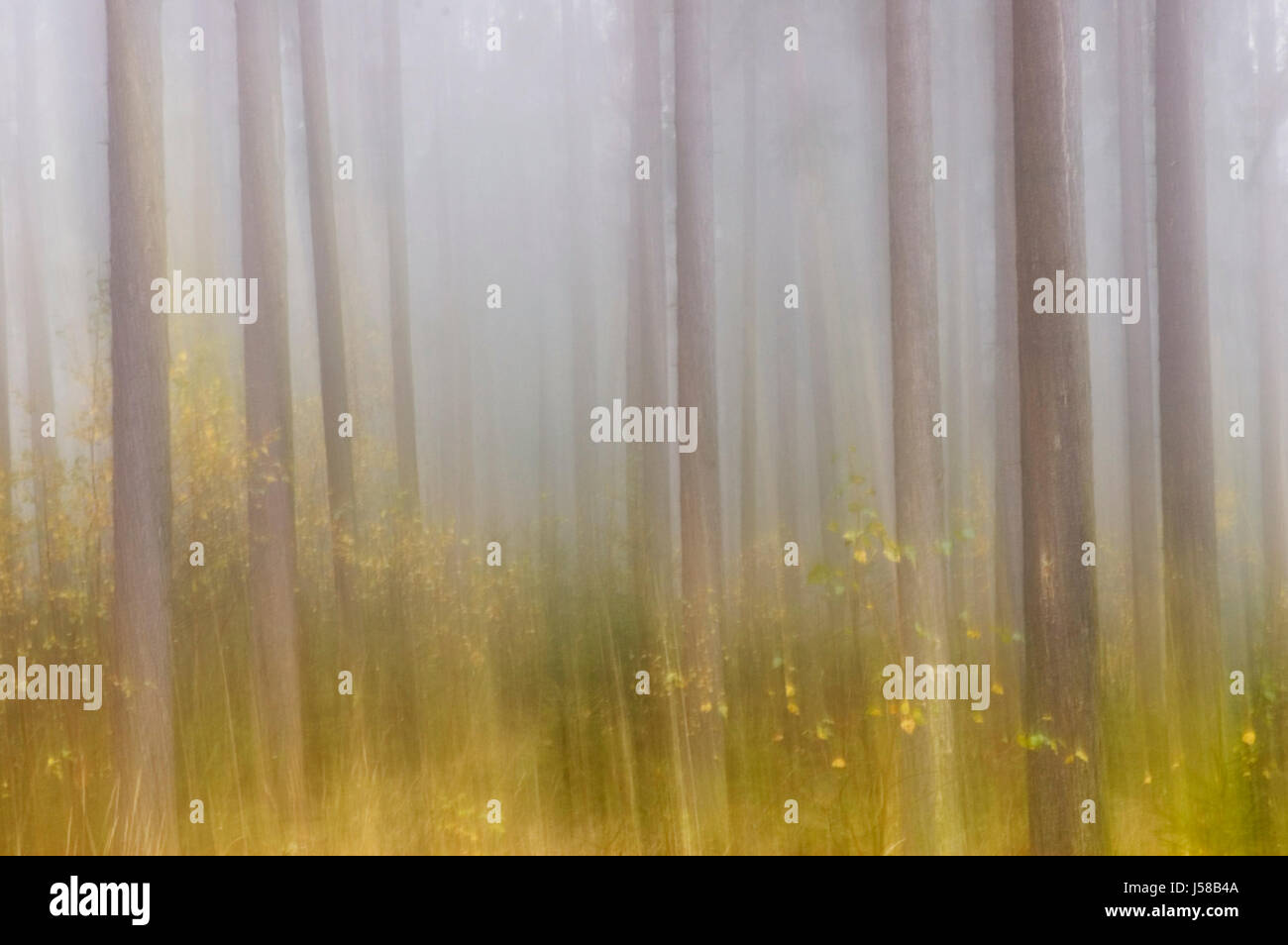 tree trees fog dream bushes woods shrub mystic execrated curse forest ...