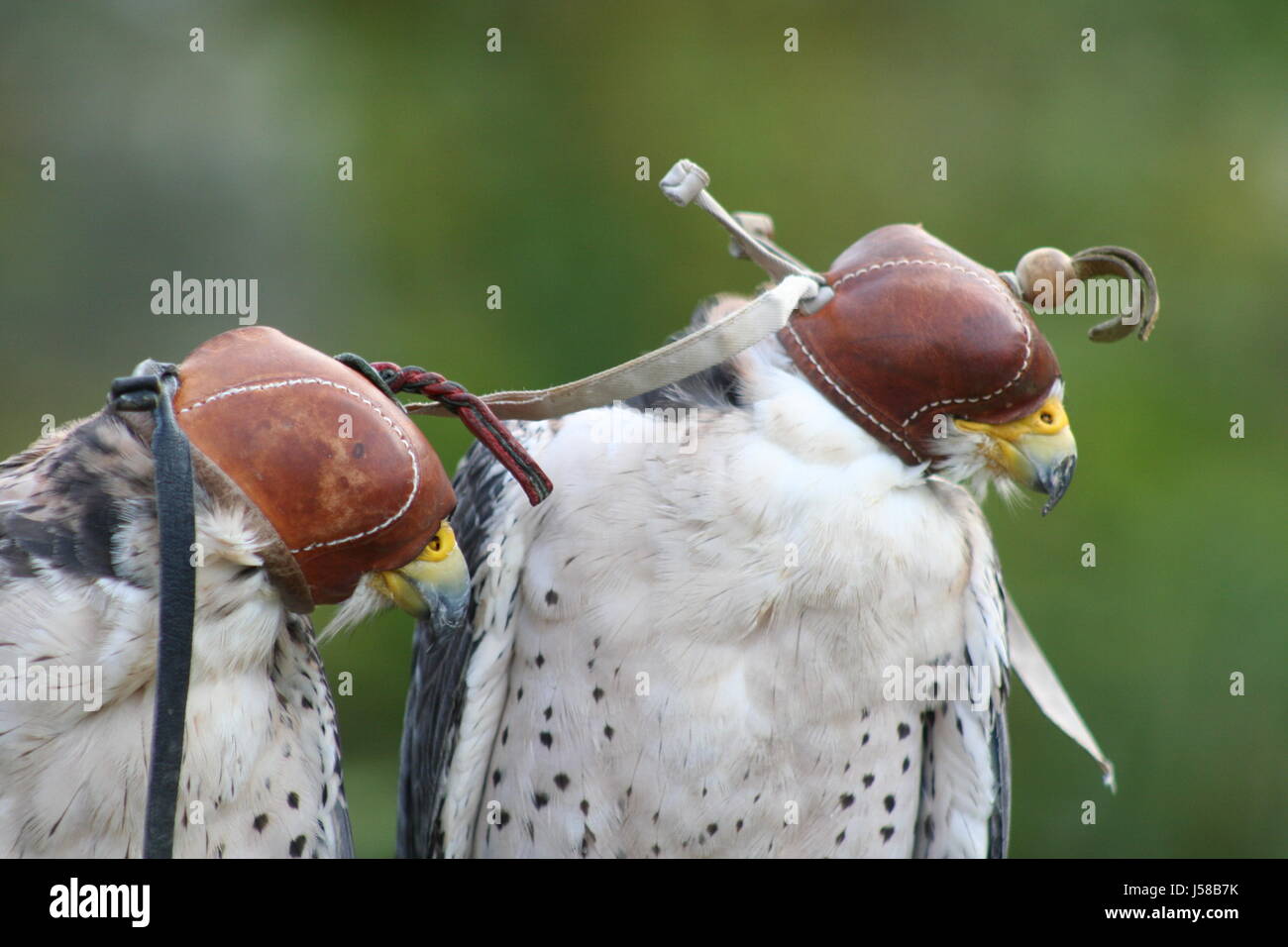 lanner falcon 1 Stock Photo - Alamy