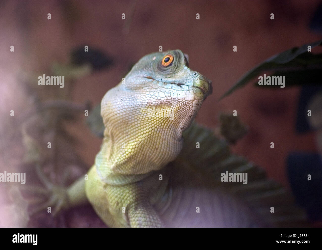 animal green saurian primitive times tongue face eye organ hovel ...