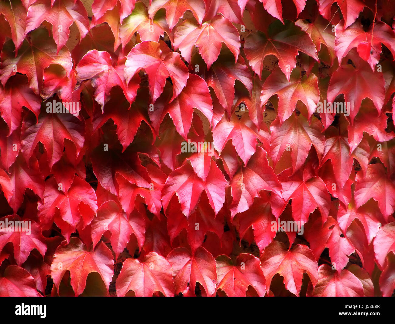 the autumn is here Stock Photo - Alamy