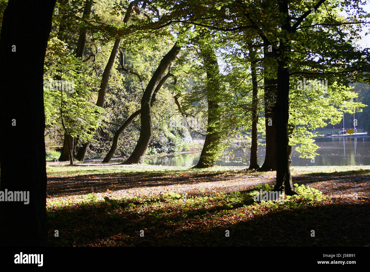 humans human beings people folk persons human human being tree trees ...