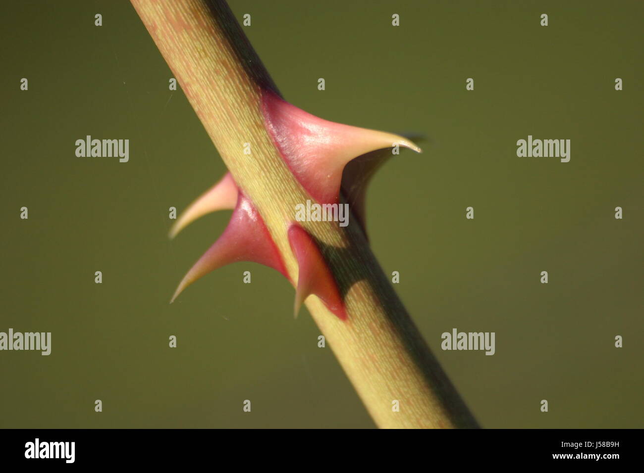 Curved thorns hi-res stock photography and images - Alamy
