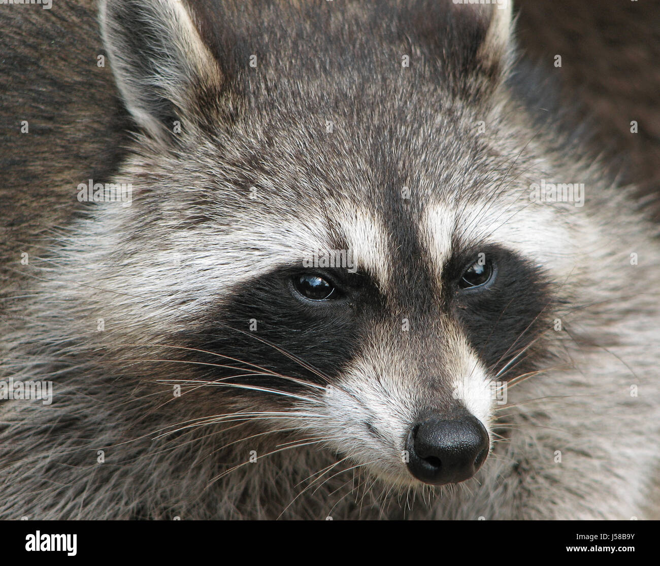 mouth animals face eyes zoo look glancing see view looking peeking ...