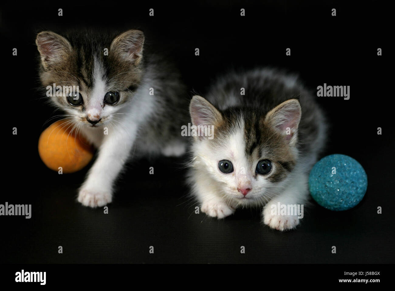 ball pets cats studio mammals young animal balls pussycat cat domestic ...