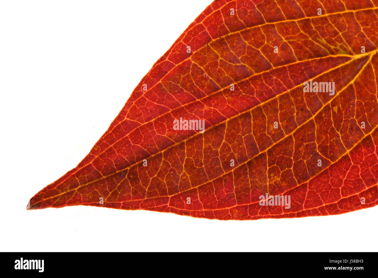 Leaf veins drawing hi-res stock photography and images - Alamy