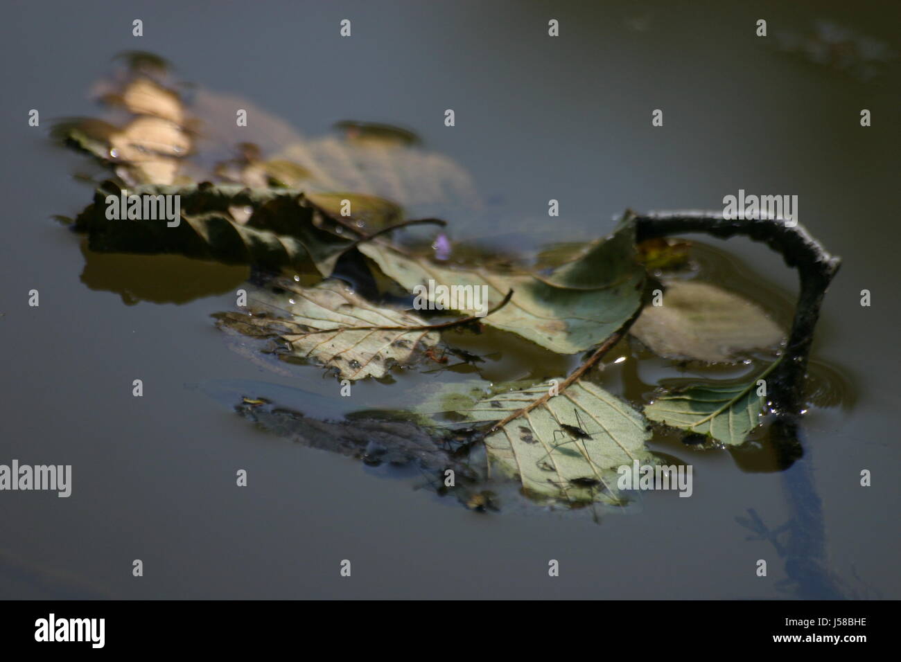 waters insect insects branch fresh water pond water bug bugs ...