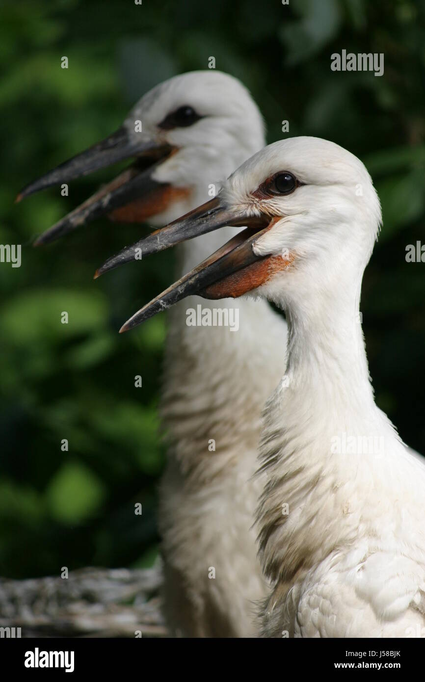 zoo storks migrant birds of passage junger storch junge strche ...