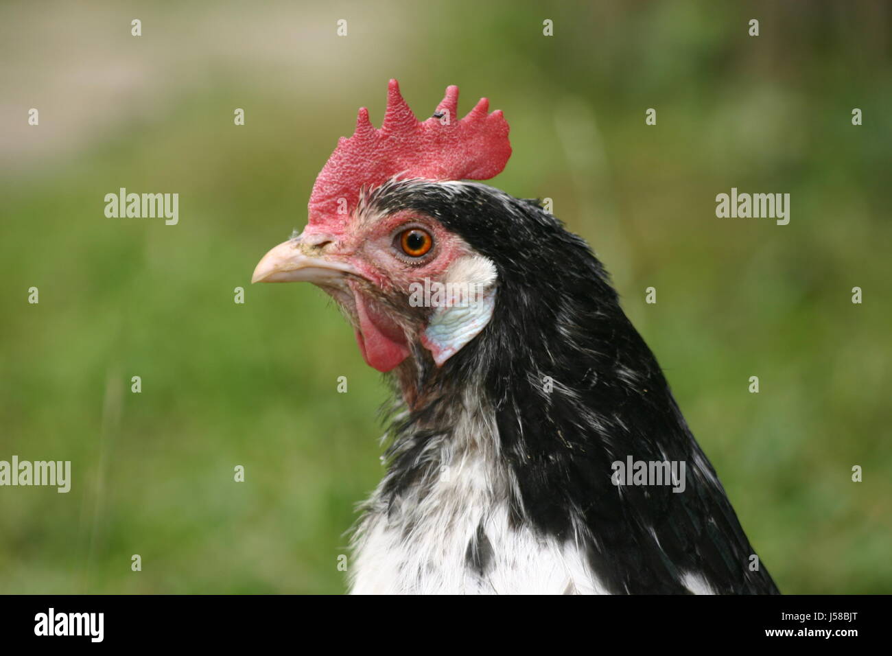 bird agriculture farming birds poultry farm animal chicken poultry ...