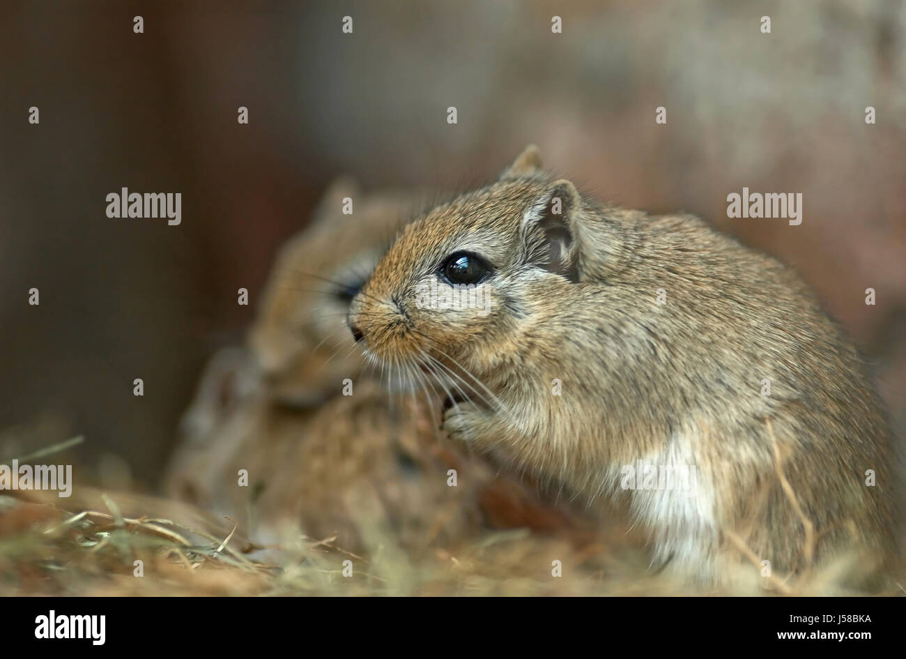 poor little mouse (3 Stock Photo - Alamy