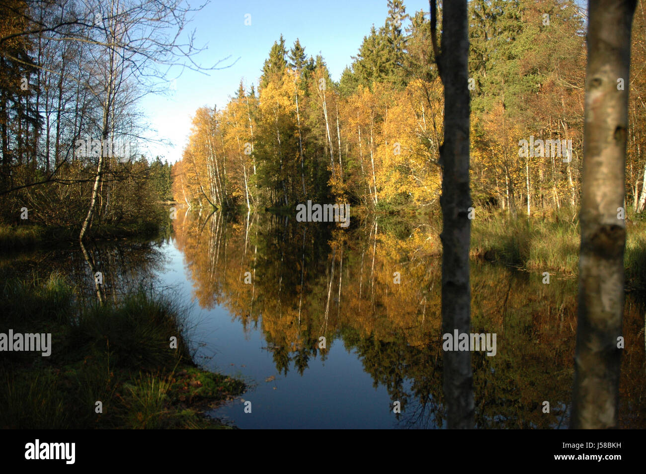 blue tree trees green coloured colourful gorgeous multifarious richly ...