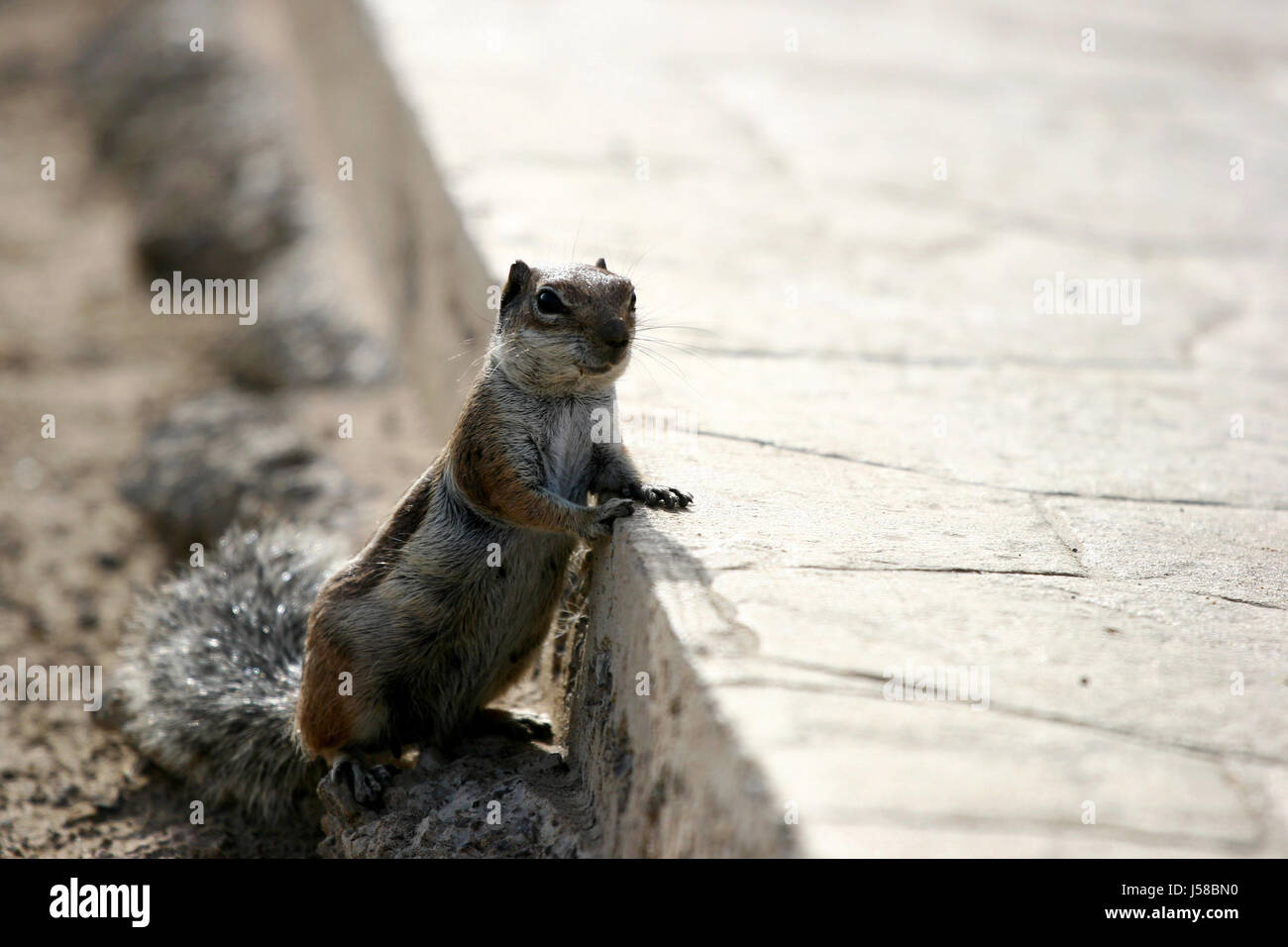 animal small tiny little short nuts squirrel nut cute stripes stripe ...