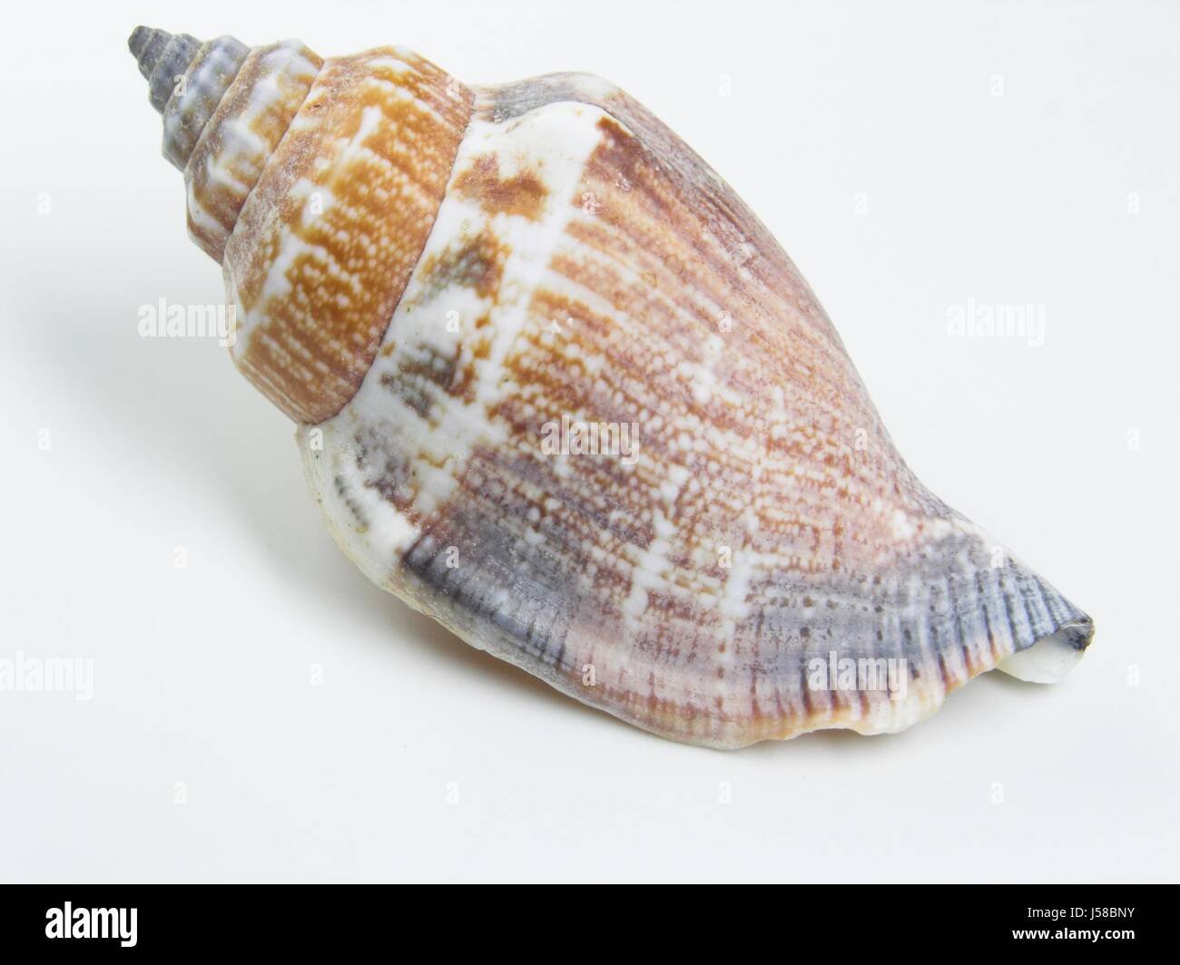 Pointed cone shell hi-res stock photography and images - Alamy