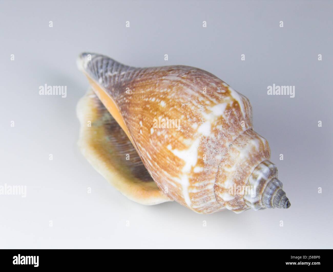 Pointed cone shell hi-res stock photography and images - Alamy