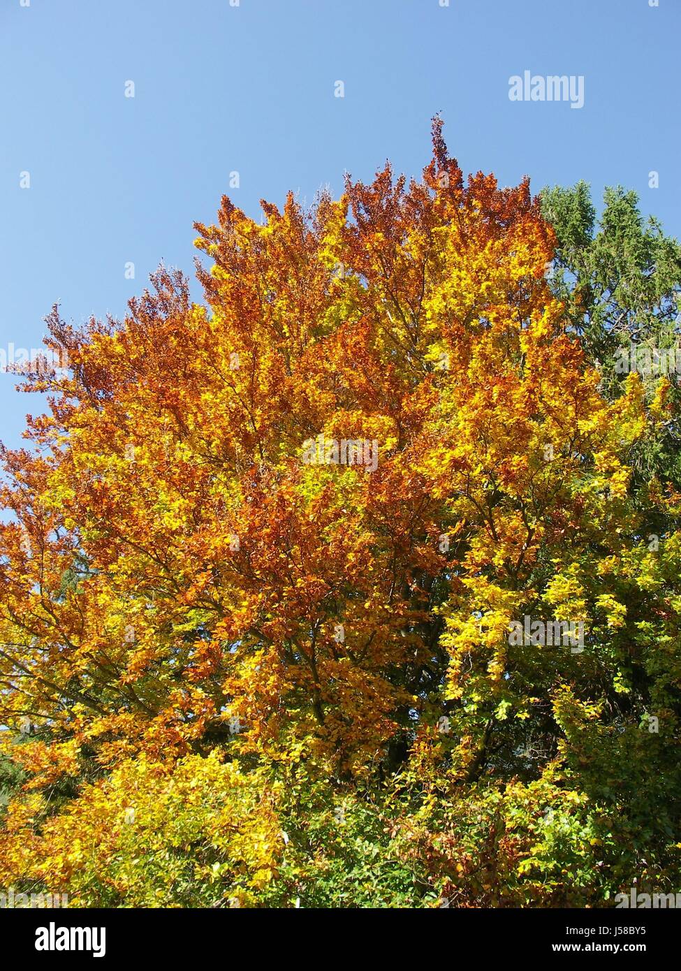 fire in the bush Stock Photo - Alamy