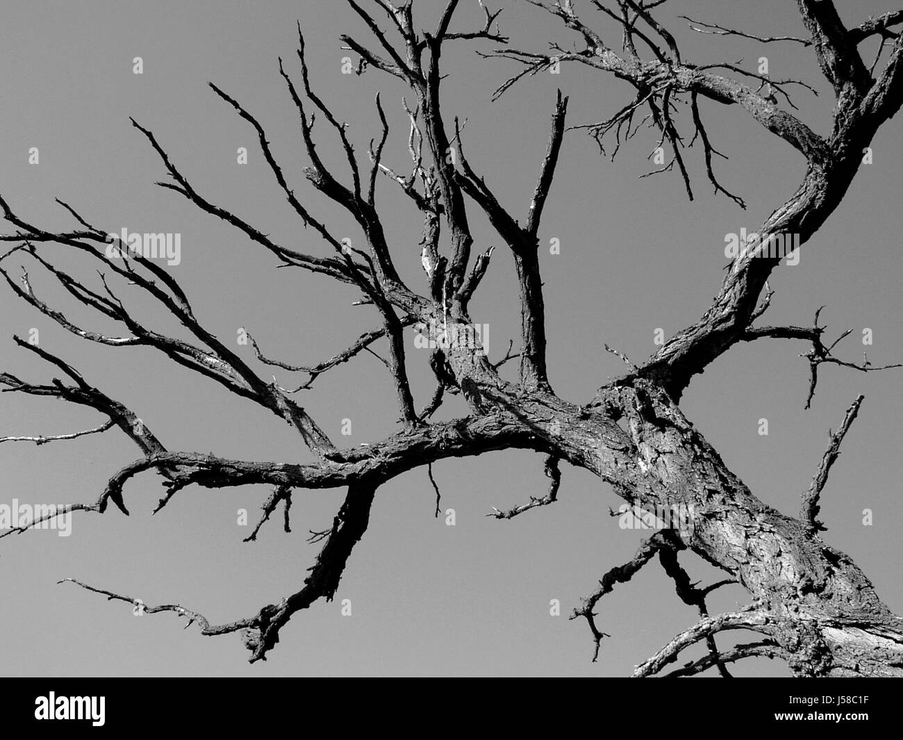 The walking dead Black and White Stock Photos & Images - Alamy