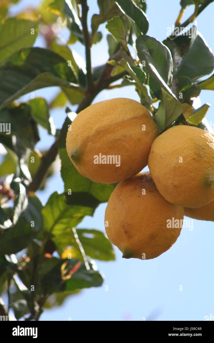 Pluck fruit hi-res stock photography and images - Alamy