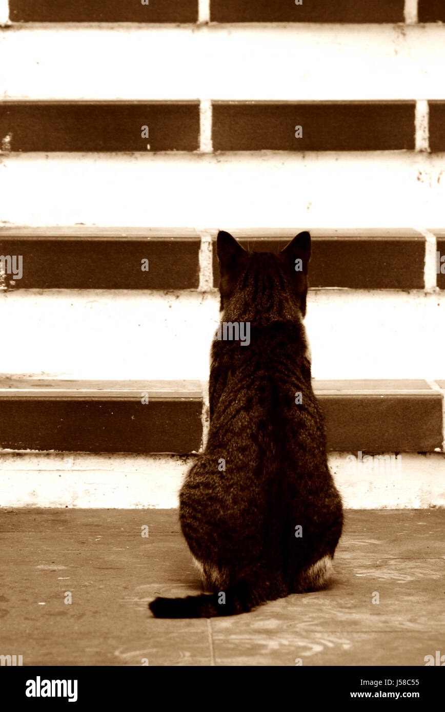 cats looking up Stock Photo - Alamy