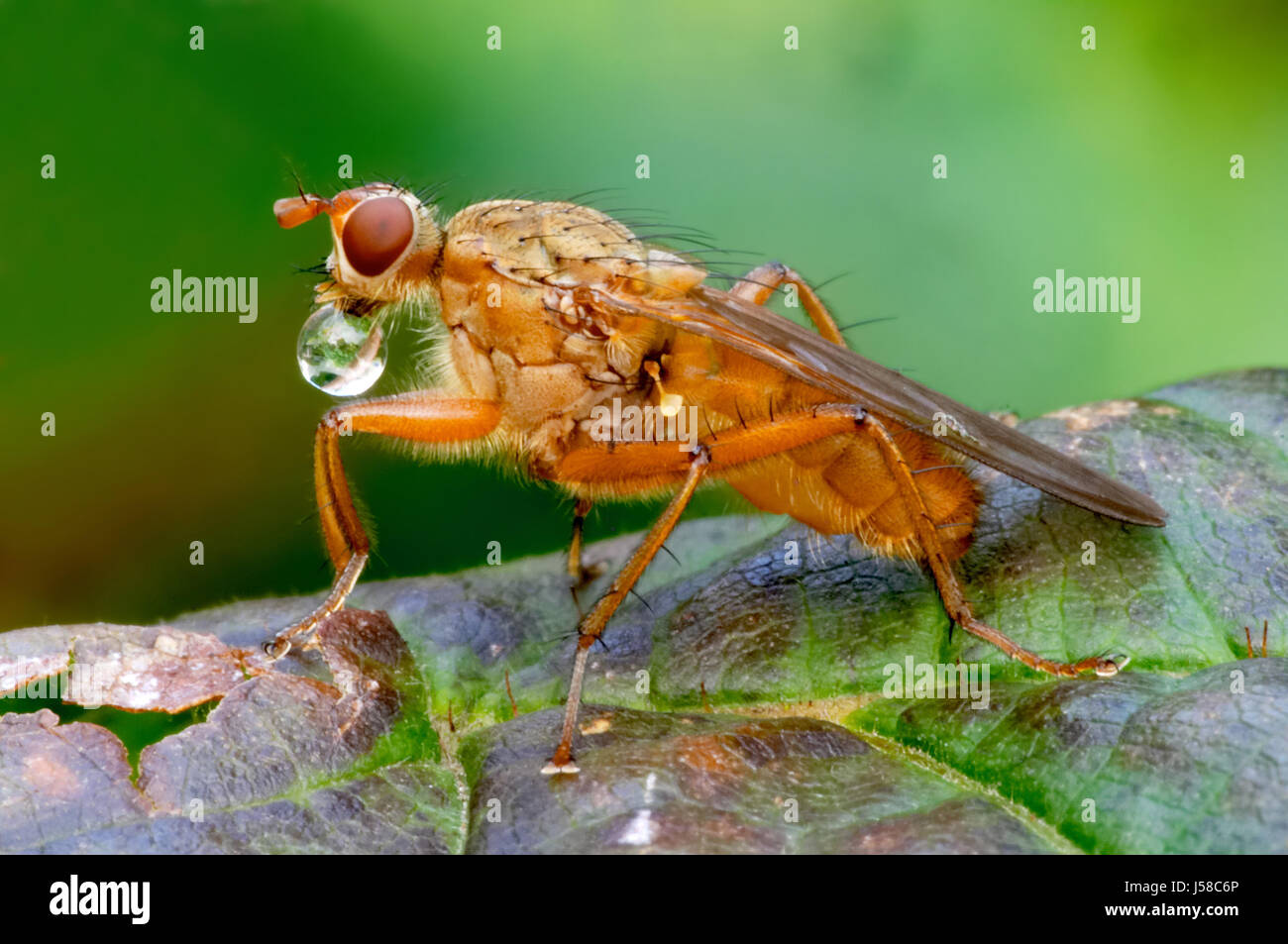 gum bubble generating dung fly Stock Photo - Alamy