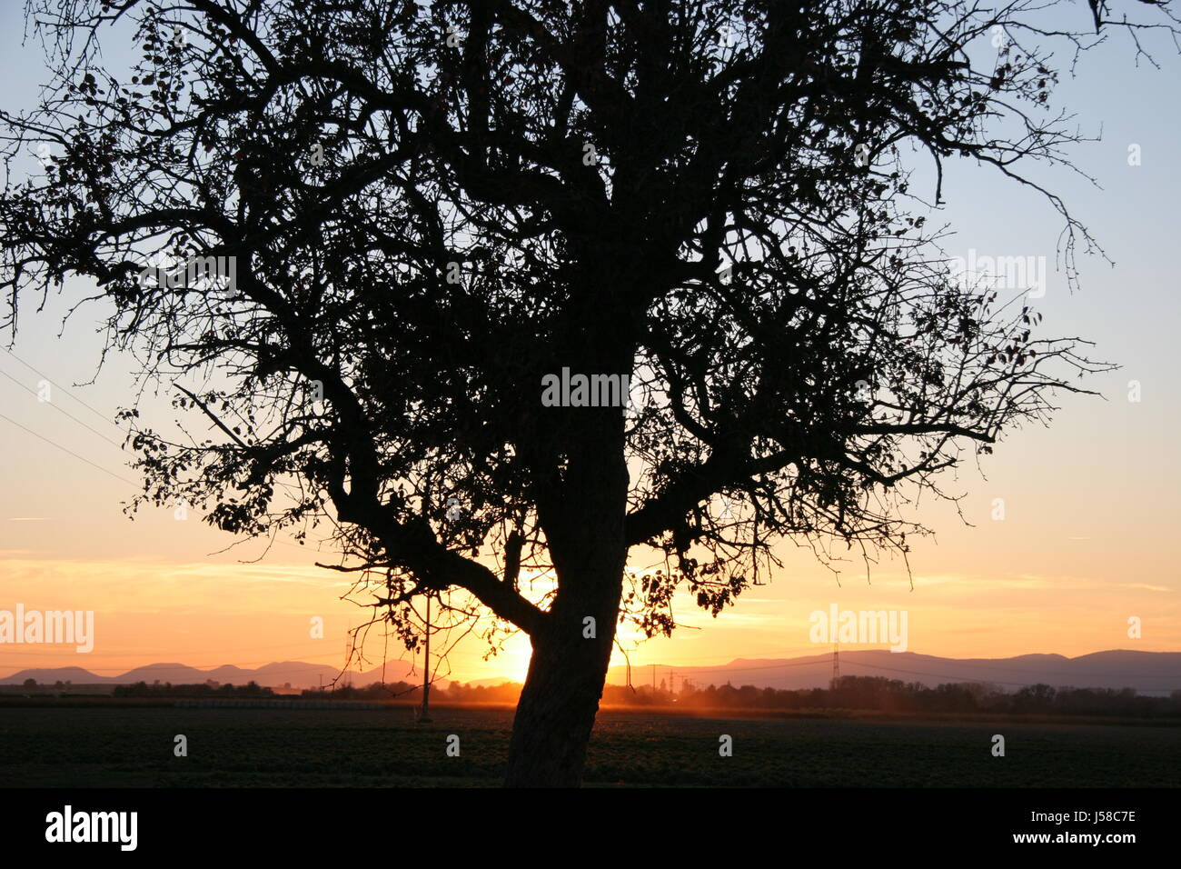 the black tree Stock Photo - Alamy