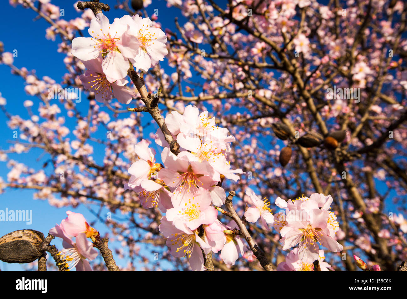 Almond tree in blossom france hi-res stock photography and images - Alamy