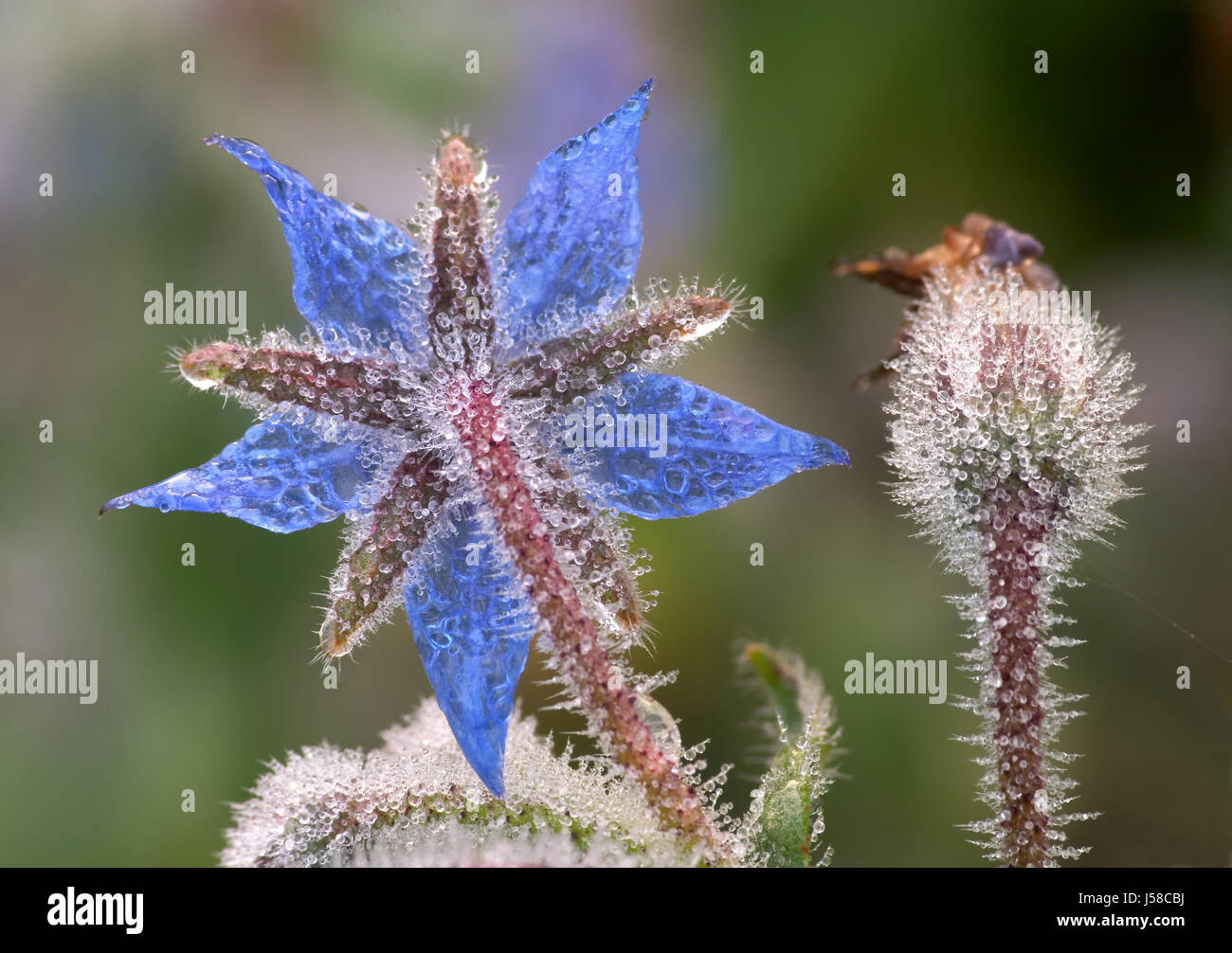 borage in morning Stock Photo - Alamy