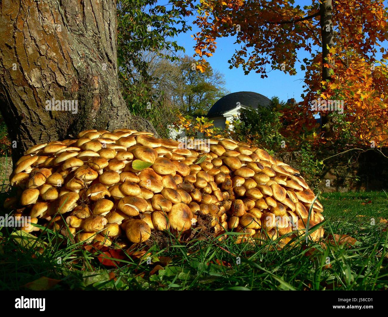invasion of mushrooms Stock Photo - Alamy