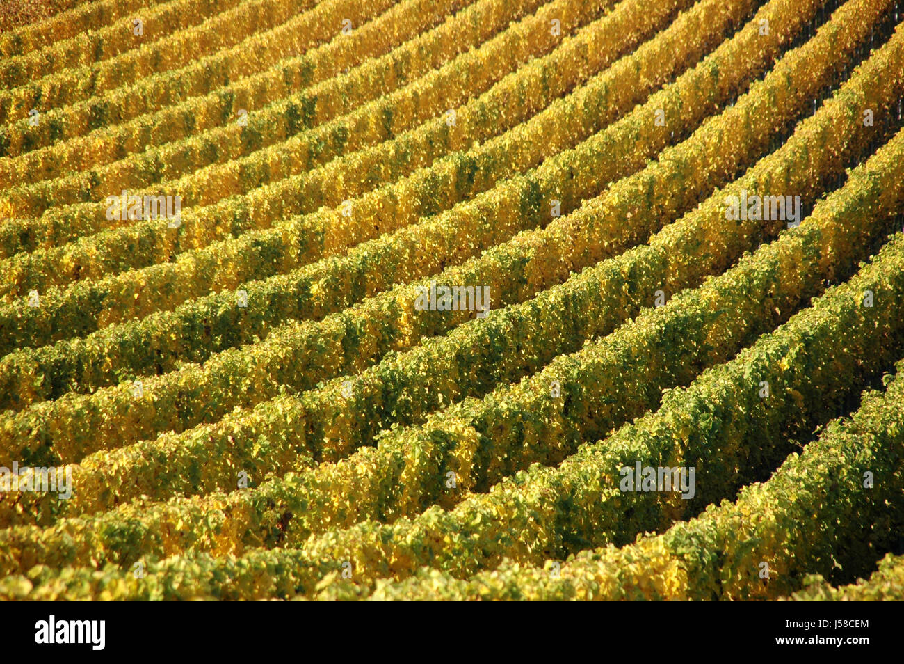 pattern in the vineyard Stock Photo - Alamy