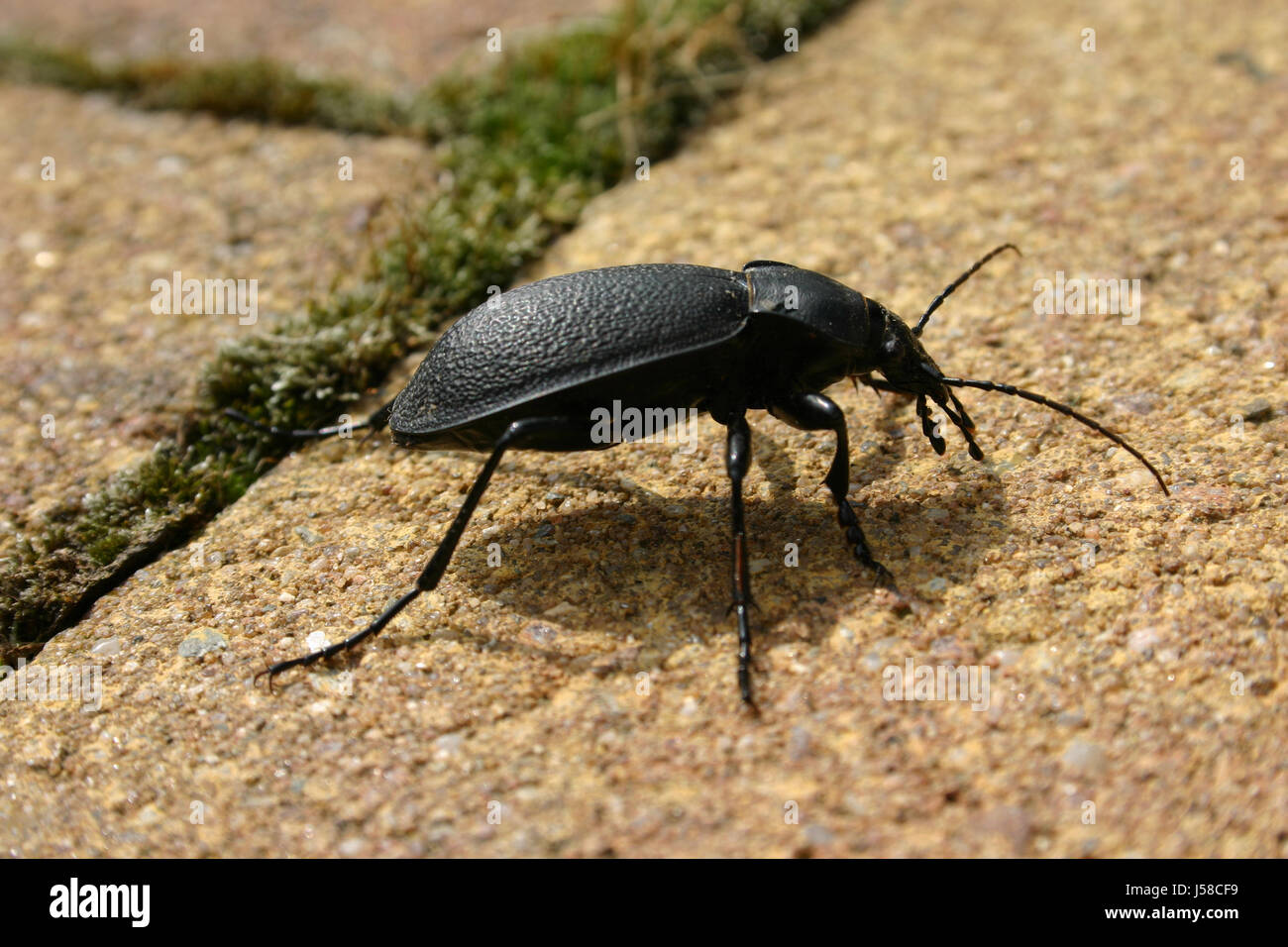 leather ground beetles Stock Photo - Alamy