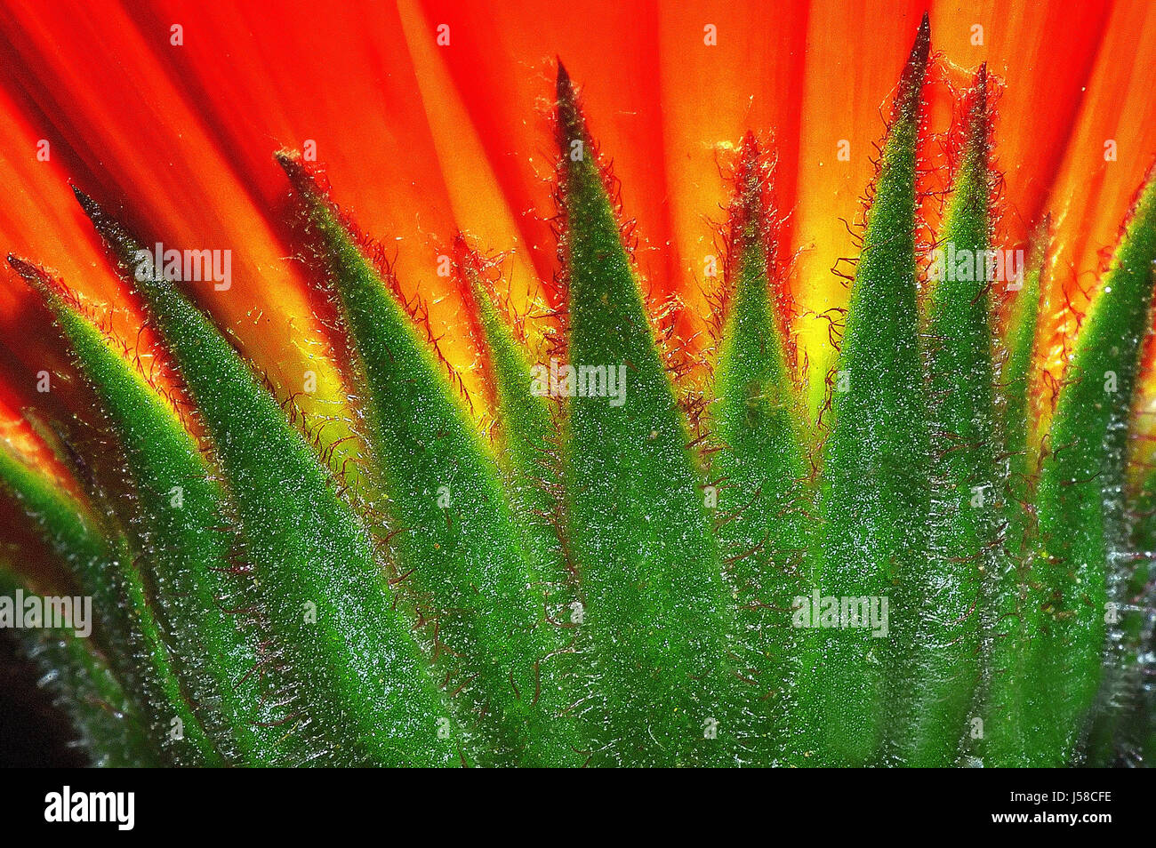 Fire chalice flower hi-res stock photography and images - Alamy