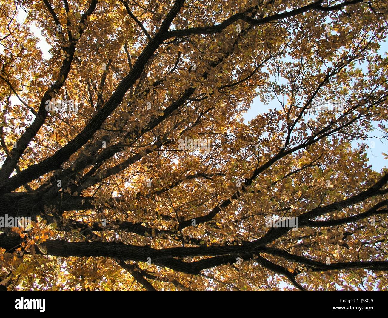 oak tree in fall Stock Photo - Alamy