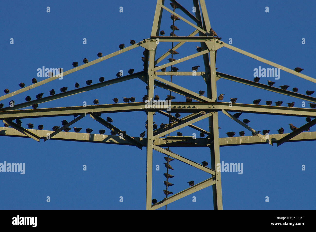 engineering bird animals birds energy power electricity electric power ...