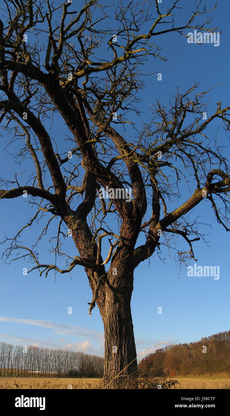 Death nature hi-res stock photography and images - Alamy
