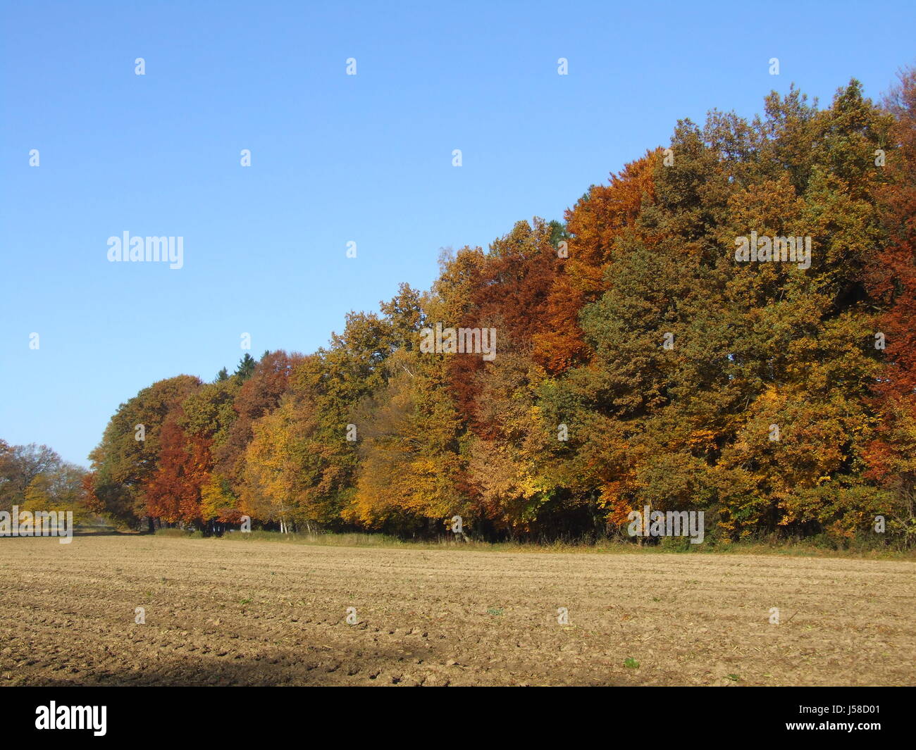 field in autumn Stock Photo - Alamy