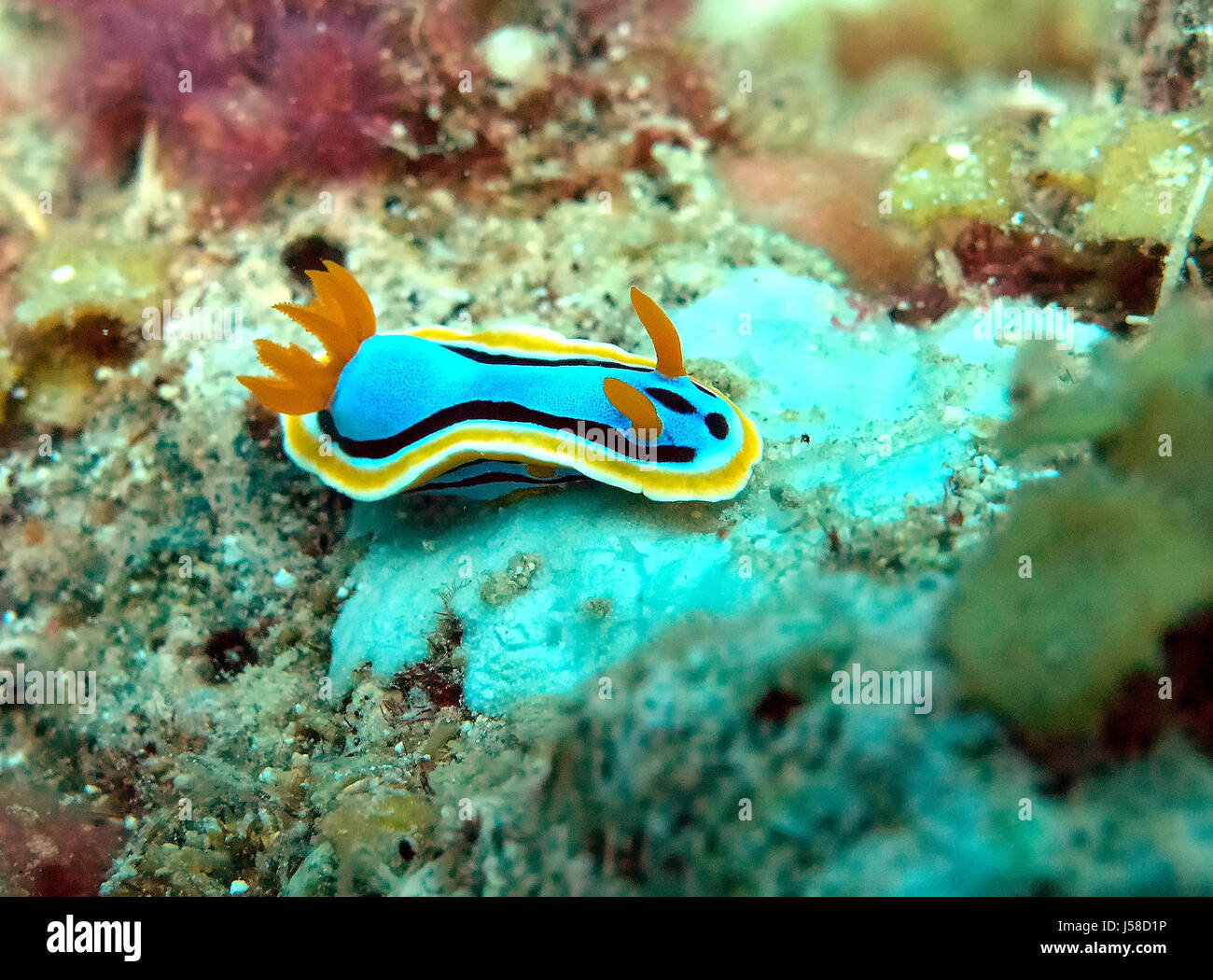 macro close-up macro admission close up view underwater dive reef ...