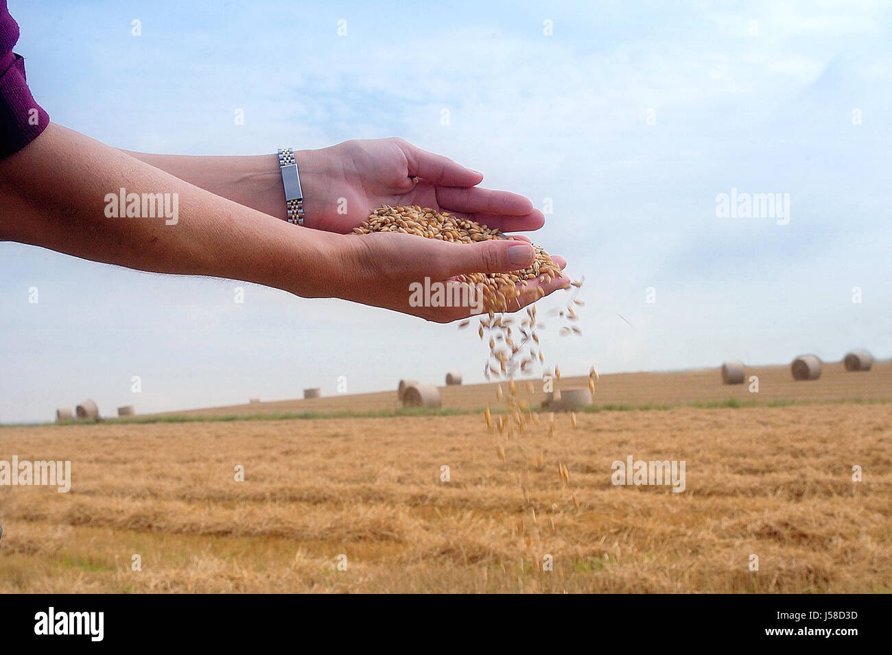 hand hands agriculture farming field summer summerly grain acre corn ...
